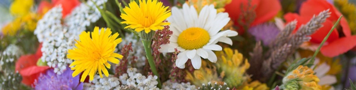 Forside - LÆGERNE ALGADE 17